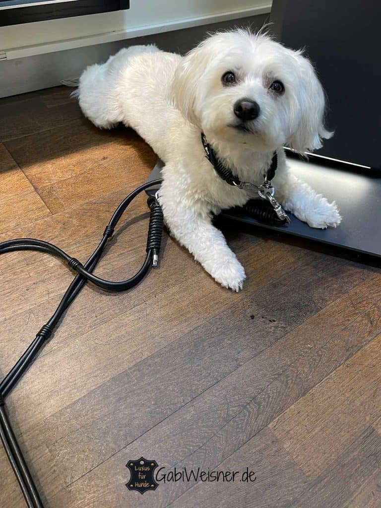 Luxus Spielhunde Mit Leine Bild